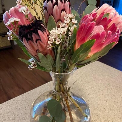 ASSORTED FRESH PROTEA Flower - Etsy