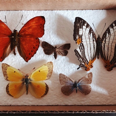 Mounted Wings Spread Assorted Butterflies Moths Collection Wholesale ...