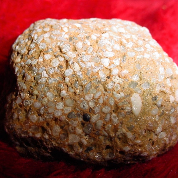 Large Rough Stromatoporoid Sponge Ordovician Fossil Limestone W ...