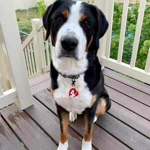 Acrylic Poop Loop Hands Free Poop Carrier Poop Bag Holder - Etsy