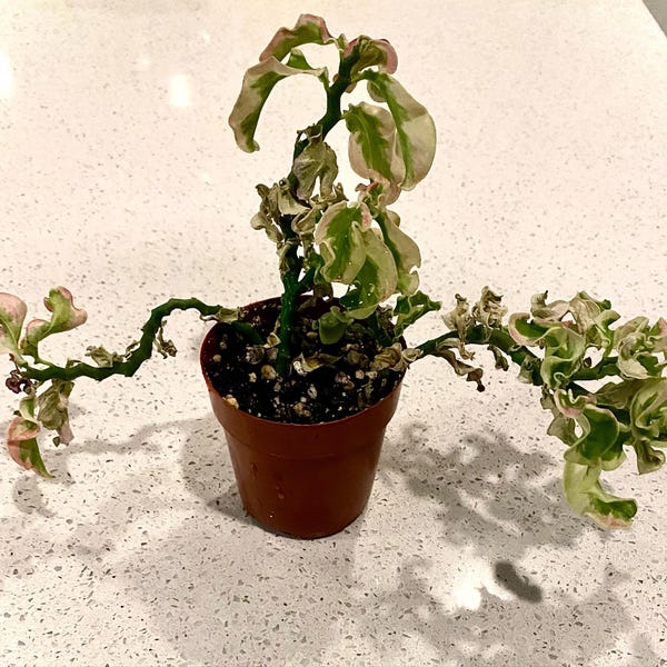Pedilanthus Curly Devil's Backbone | Devil's Backbone Variegated ...
