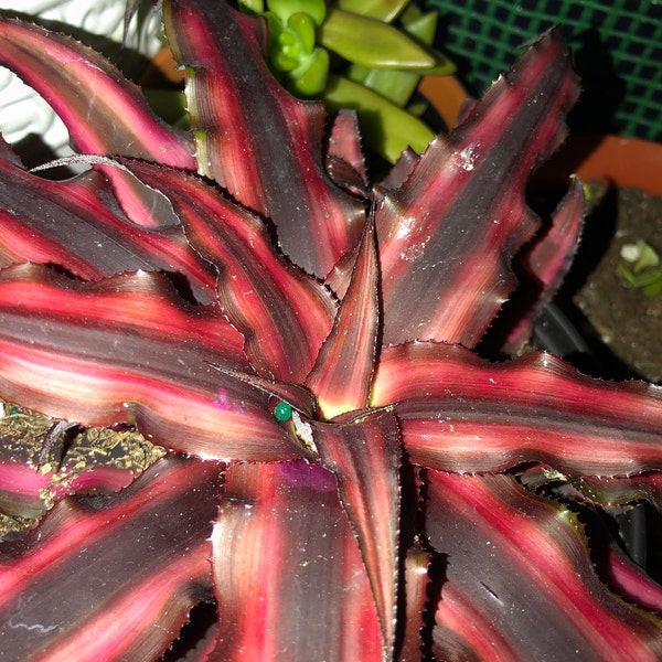 Cryptanthus Earth Star Rare Succulent Live Plant - Etsy