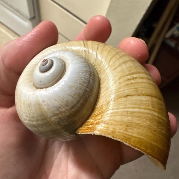 GOLD*** Giant Apple Snail Shells for Crafting, Craft Shells, Craft ...