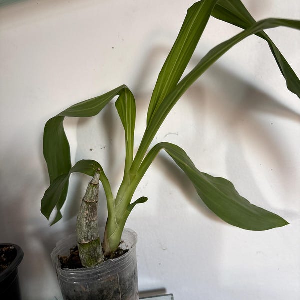 Bc. Be My Baby , Multi-floral , Micro- Mini Cattleya. Blooming Size in ...