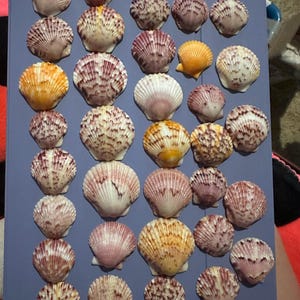 20 Extra Small Lightning Whelk Shells - Etsy