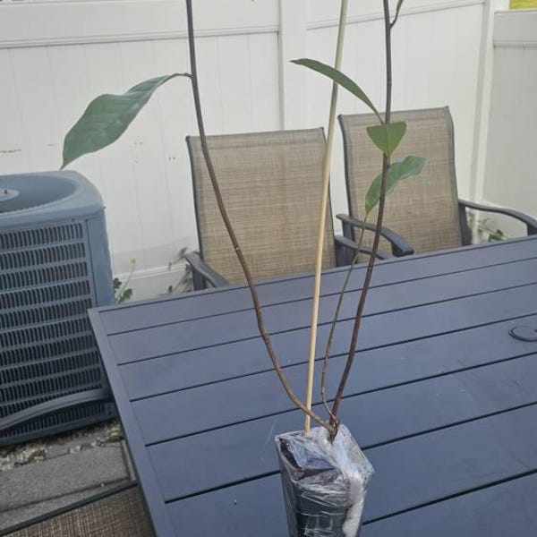 Athens Blue Princess Glory Bush Plant~~tibouchina Urvilleana~small ...