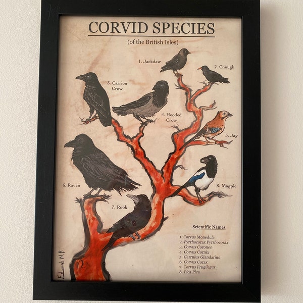 Corvid Species ID Chart Unframed Poster Print Handy Field Guide to ...