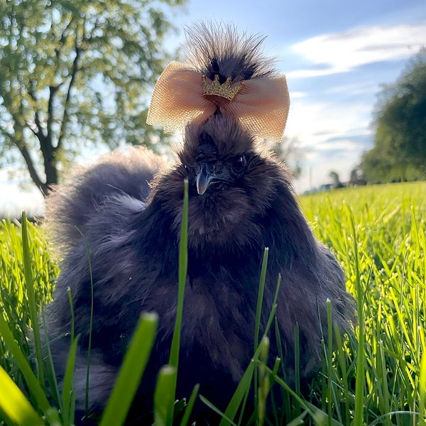 Silkie Hair Bows - Hair Bow for Silkies - Chicken Accessories - Chicken ...