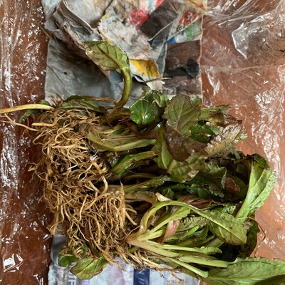 50 Bugleweed ajuga Reptans Chocolate Leaved Bare-rooted Starter Plants ...