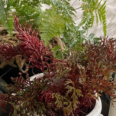 Selaginella Erythropus Sanguinea Ruby Red Moss Fern Grown in a 4 Pot - Etsy