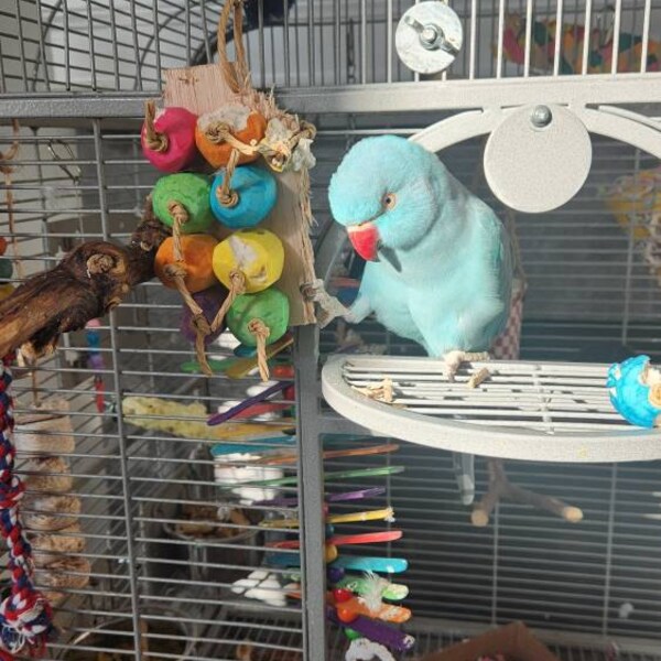 Power Poof Small Bird Toy - Etsy