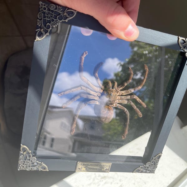 Real Framed Spider Tarantula Bird Eating Insect Shadow Box Taxidermy ...