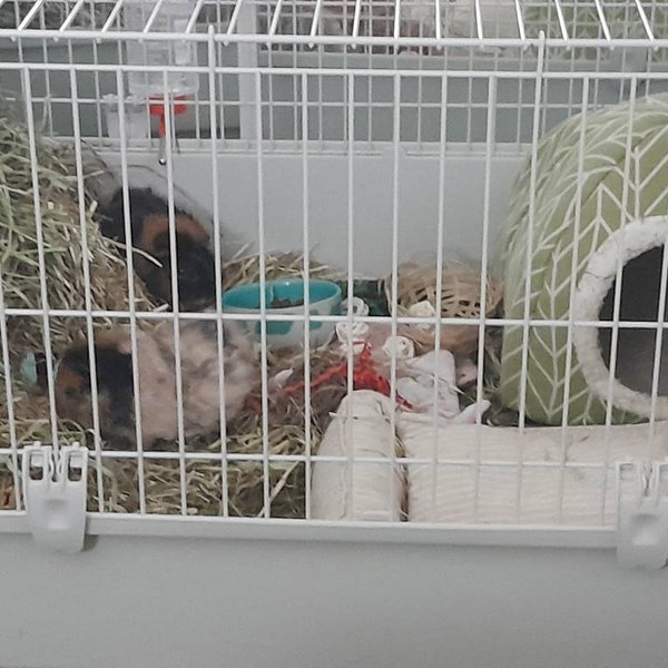 Straw Hay Wreath Ring Chew for Bunnies and Guinea Pigs | Natural Hay ...