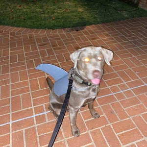 ORCA Fin for Your Large Dog Killer Whale Fin for Your Large - Etsy