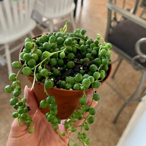 String of Peas String of Pearls String of Beads Senecio | Etsy