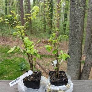 Bloodgood Japanese Maple 18/24 in an ABP Container | Etsy