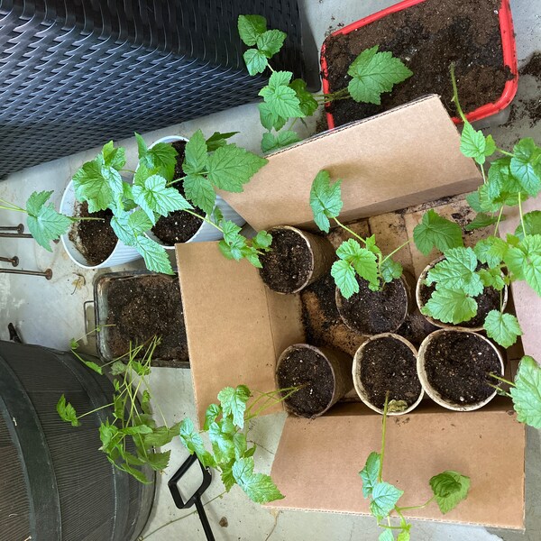 Fall Gold Raspberry Starter Plant Sweet Raspberries Yellow Berry Fruit ...