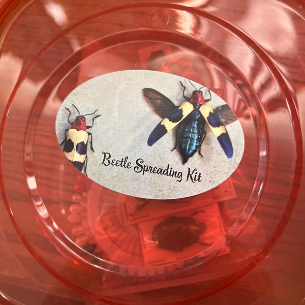 Beetle Mounting Kit for Beginners, With Real Beetles and Tools - Etsy
