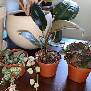 Rubber Tree Plant, Ficus Elastica, Black Prince, Rubber Fig, Rubber ...