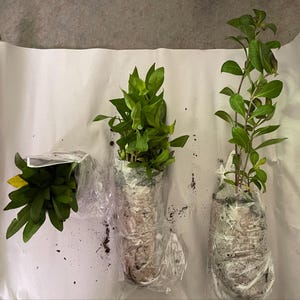 CLEMATIS 'EDDA'. Plant. Perennial. - Etsy