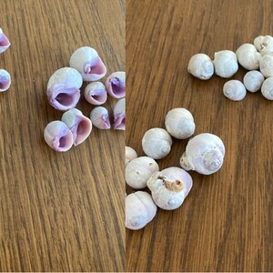 Shell Bits & Pieces Shards Beach Sand Tiny Little Shells for - Etsy