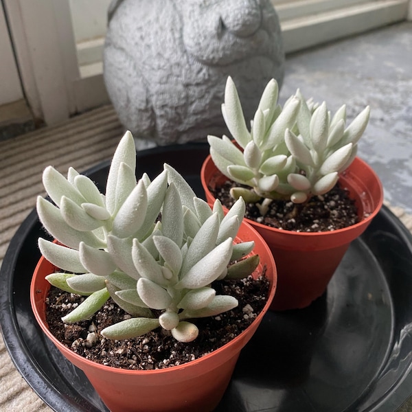 Blue Glow Agave | 3 Gallon | Live Succulent Plant | Cactus | Indoor ...