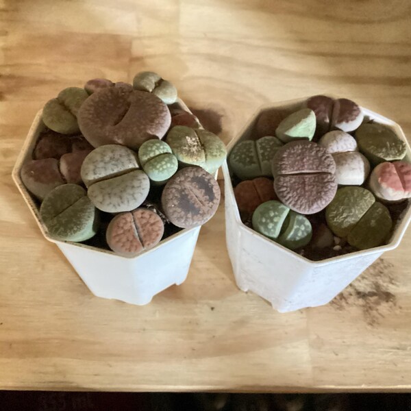 Echeveria Ball of Fat-succulent - Etsy