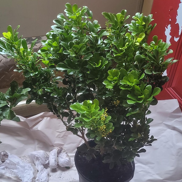 Chinese Perfume Tree, Chinese Rice Flower, in 4" or 6" Pot Aglaia ...