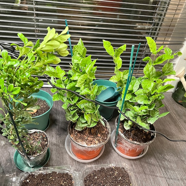 Chinese Perfume Tree, Chinese Rice Flower, in 4 Pot Aglaia Odorata - Etsy