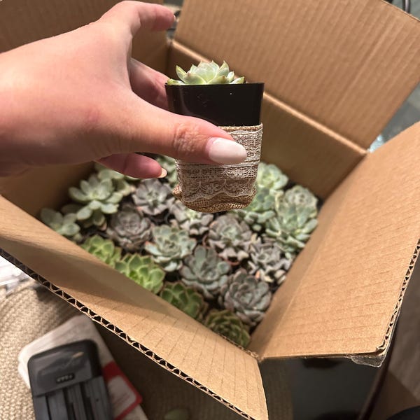 Live Succulents With Burlap Wraps & Custom Tags for Weddings, Baby ...