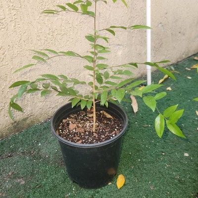 Haden Mango Tree Grafted 3 Gallon - Etsy