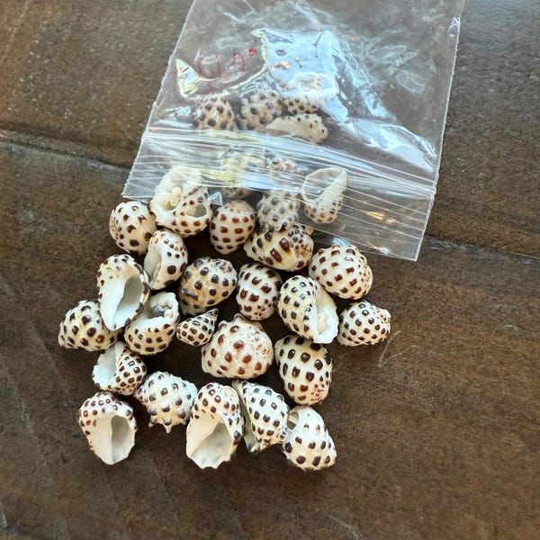 False Star Limpet Shells - Etsy