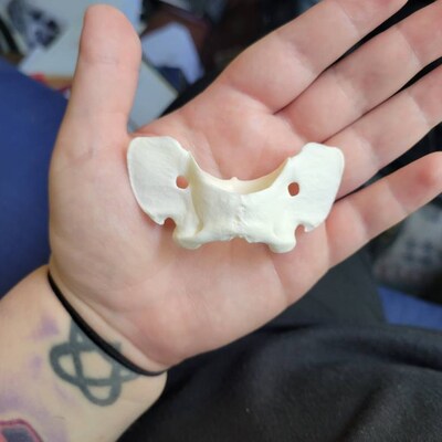 10 Deer First Phalanx Proximal Phalanx Bones Phalanges Knuckle - Etsy