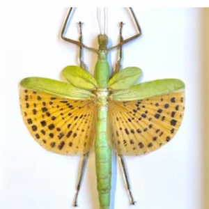 Colourful Lanternfly pyrops Gunjii Cicada Glass Bell Cloche | Etsy