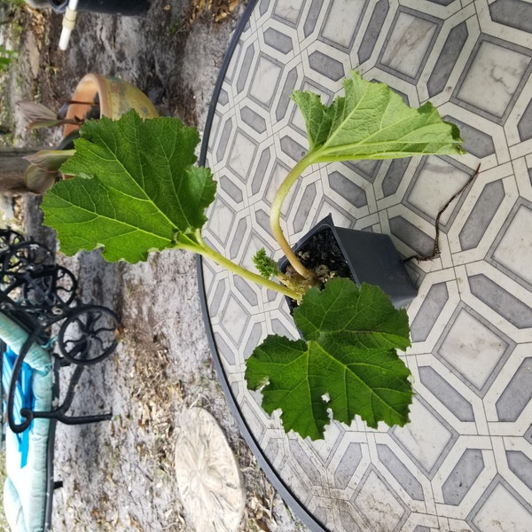 Cascade Harvest Red Raspberry- Very Large Firm Berries, Very Good ...