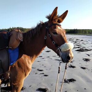 Anatomical Bridle Verity Bit Lifter for Mouthy / Sensitive Horse ...