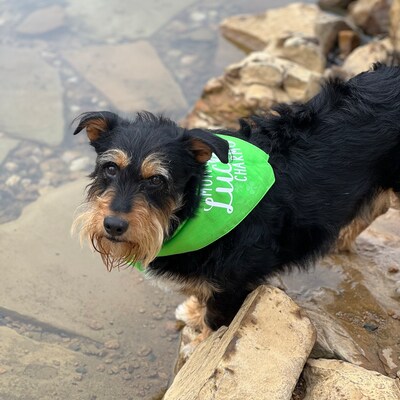 Ball-less & Flawless Dog Bandana, Funny Dog Bandana, Neuter Bandana ...