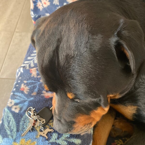 Cavoodle Dog Bamboo Wood Christmas Ornament, Cavapoo Dog Face Tree ...