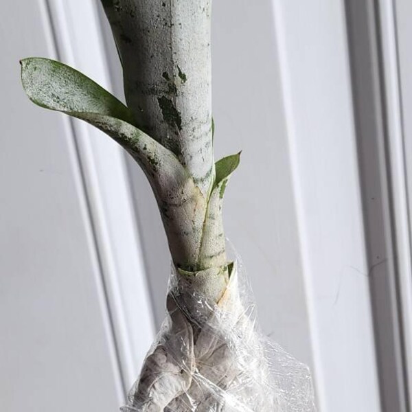 Jean Moragne Plumeria Cutting | 8–12” Unrooted Cutting - Etsy