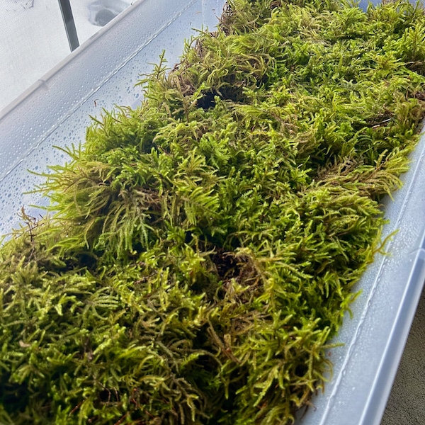 Sheet Moss 1 Gallon Bag. Live Moss, Sheet Moss, Live Sheet Moss, Green ...