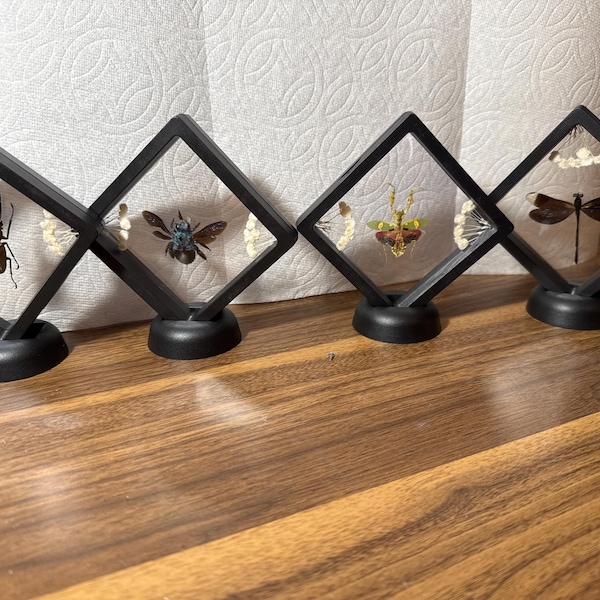 Real Framed Giant Actias Luna Moth 3D Floating Shadow Box Insect ...