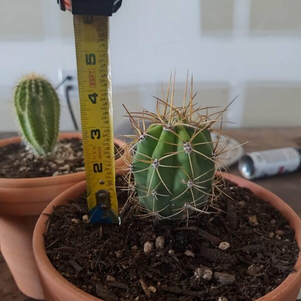 Rebutia Sanguinea Cactus Plant, Fully Rooted, Clumping Cactus, Small ...
