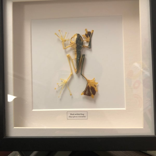 Half Skeletal Frog. Real Framed Specimen. Frog. Toad. Anatomy. Flying ...
