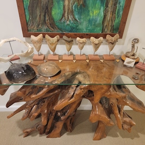 Real Mako Shark Fossil in Display Case Diver Direct - Etsy