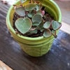 Peperomia ‘ruby Cascade’ Trailing Succulent, Indoor Plant - Etsy