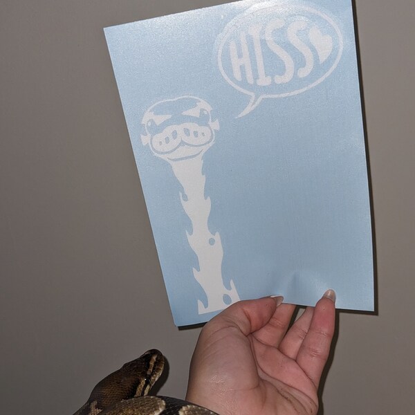 Peeking Ball Python Decal - Periscoping Snake, Serpent, Boa, Reptile ...