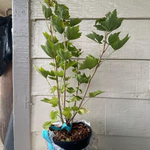 Grape Vine seedless Blue Muscat 1 Gallon Potted 3' Tall With Pot - Etsy