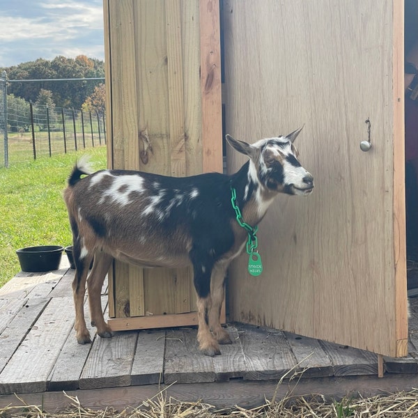 Custom Goat and Sheep Collar Tags - Etsy
