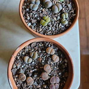 SEEDS Lithops Aucampiae 'jacksons Jade' 20seeds C395 - Etsy