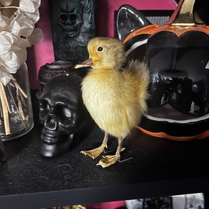 5-100PCS Real Butterfly Specimen Taxidermy Insect Butterflies Decor ...